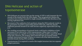 Mechanism of replication | PPTX