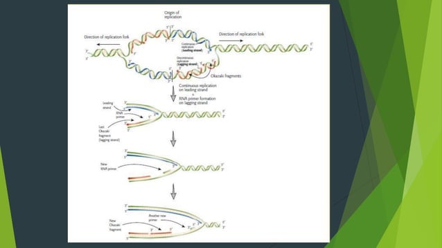 Mechanism of replication | PPTX | Biological Sciences | Science