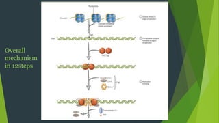 Mechanism of replication | PPTX