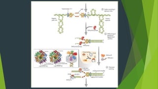 Mechanism of replication | PPTX