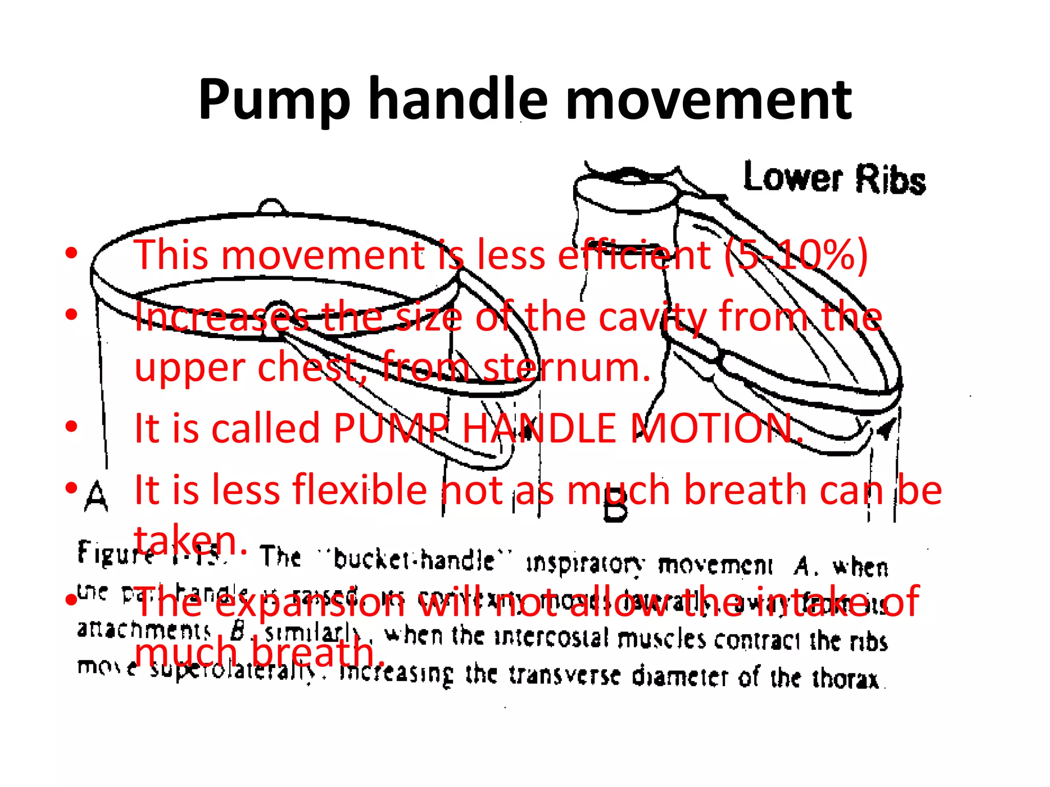 Mechanism of respiration. corrected | PPT