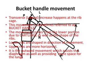 Mechanism of respiration. corrected | PPTX