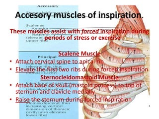 Mechanism of respiration. corrected | PPTX