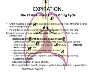 Mechanism of respiration. corrected | PPTX
