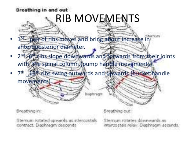 Mechanism of respiration. corrected