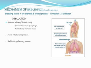 mechanismofrespiration-170425144248.pdf