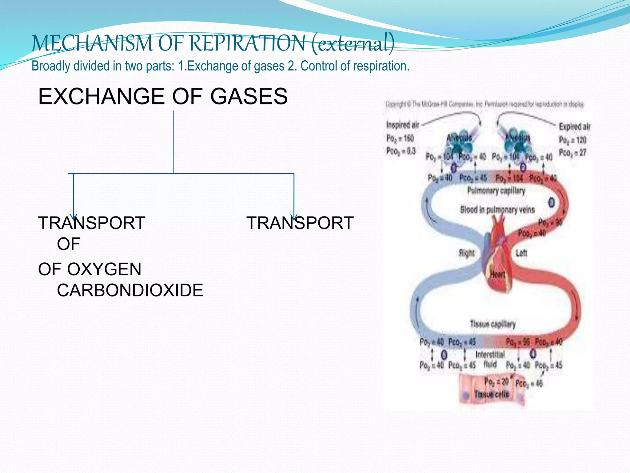 Mechanism of respiration | PPTX