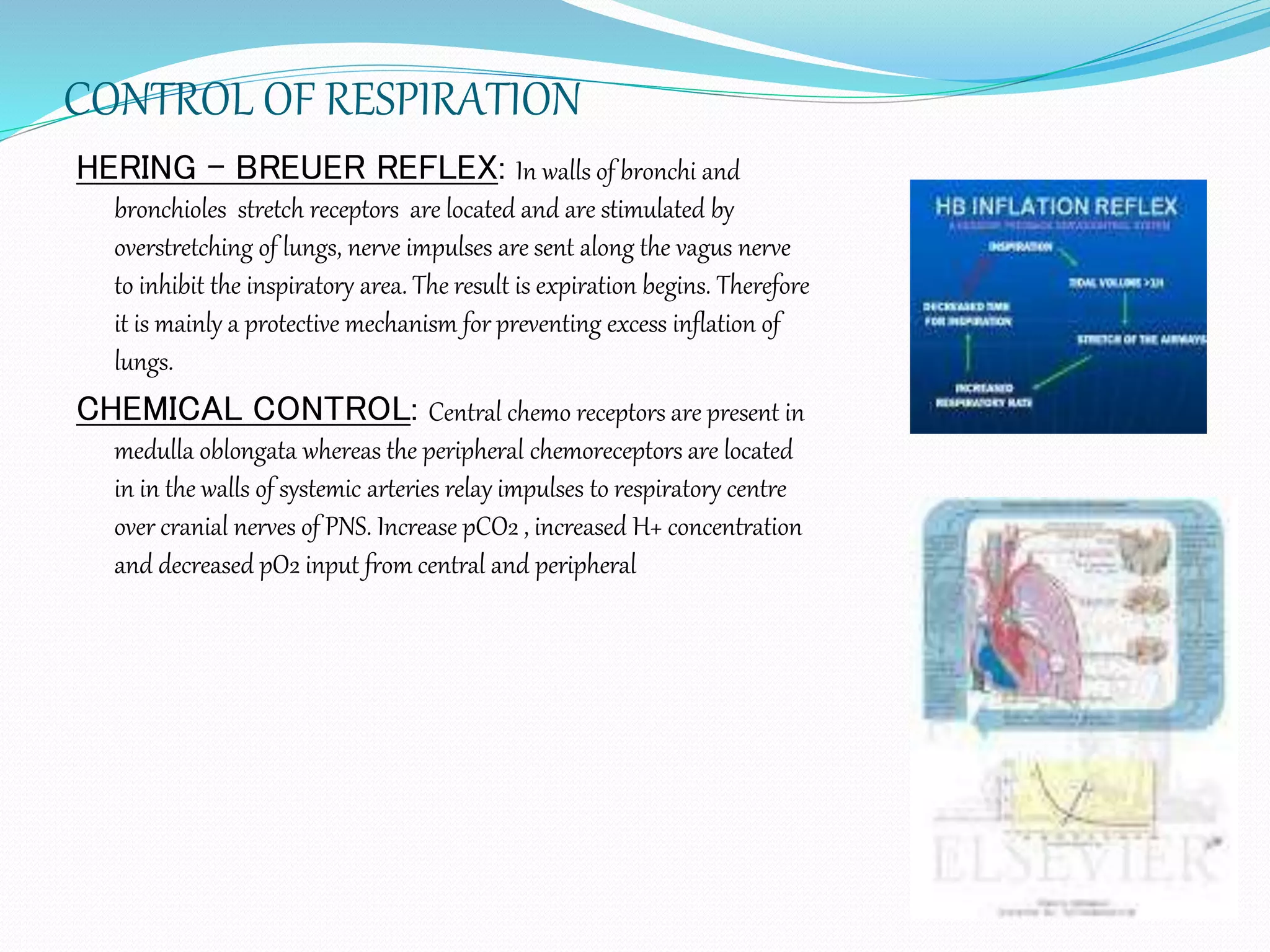 Mechanism of respiration | PPTX