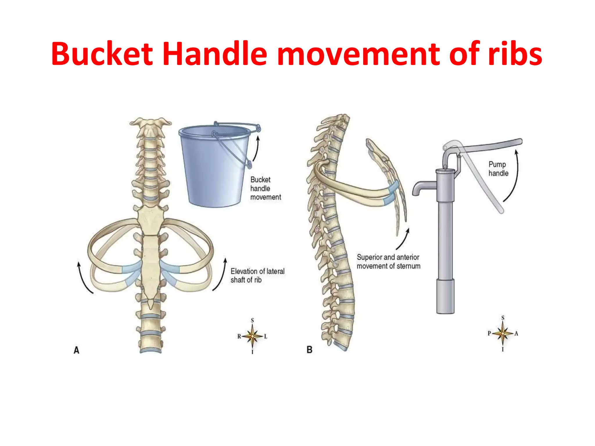 mechanismofrespiration.pptx