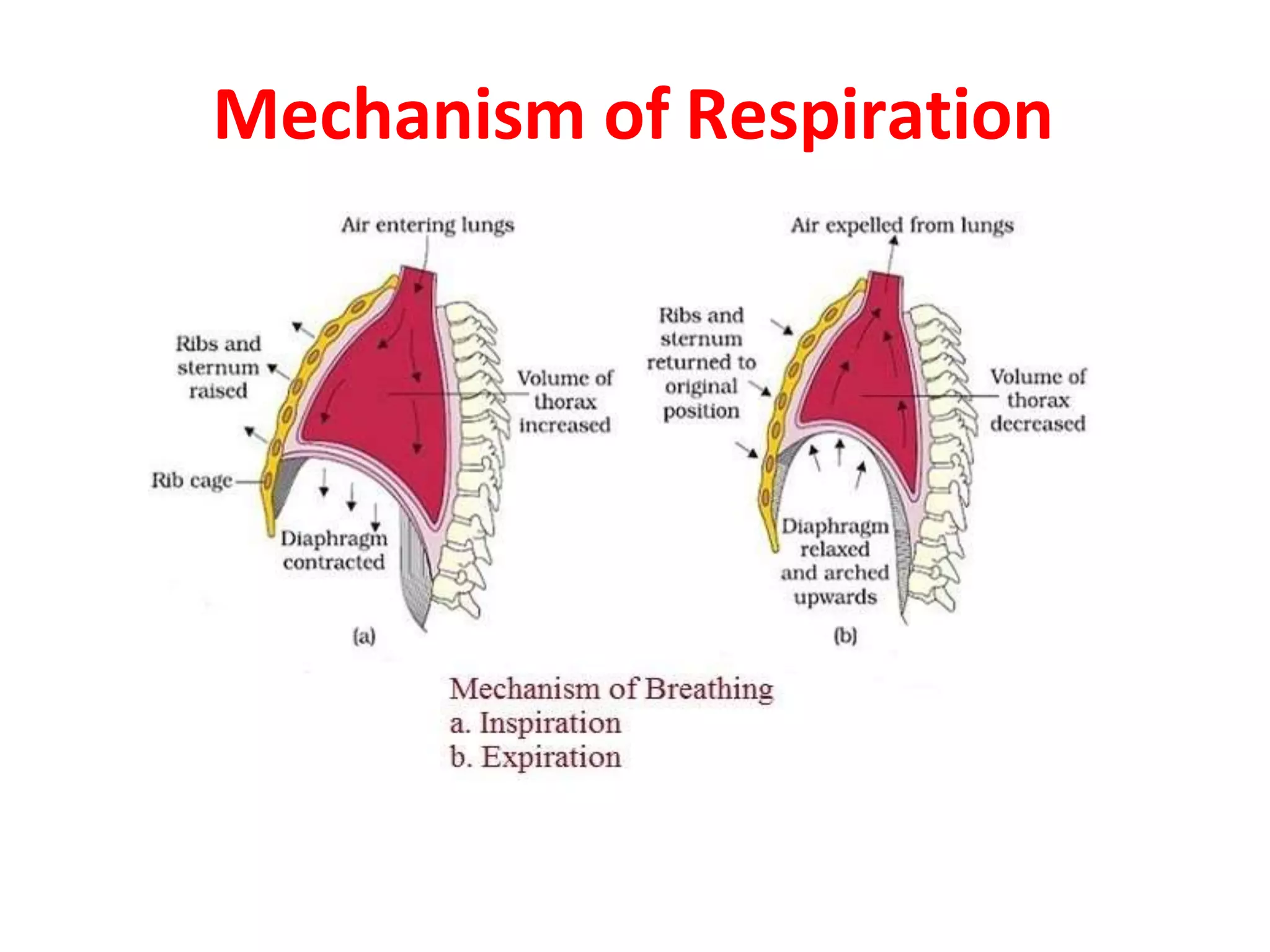 mechanismofrespiration.pptx