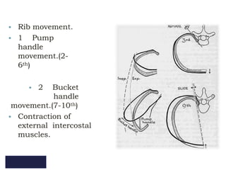 mechanismofrespiration.pptx