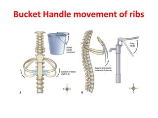 mechanismofrespiration.pptx