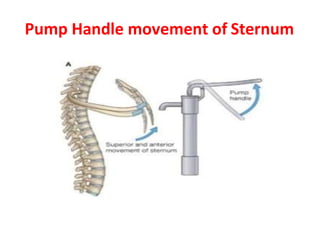 mechanismofrespiration.pptx