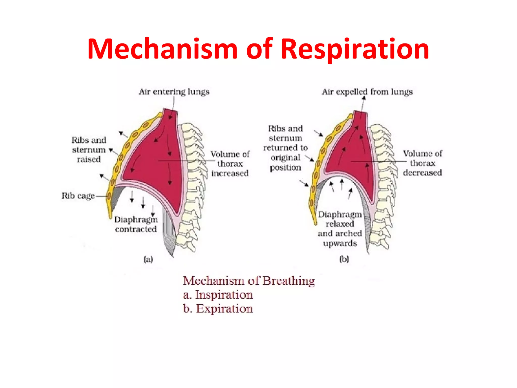 Mechanism of respiration | PDF