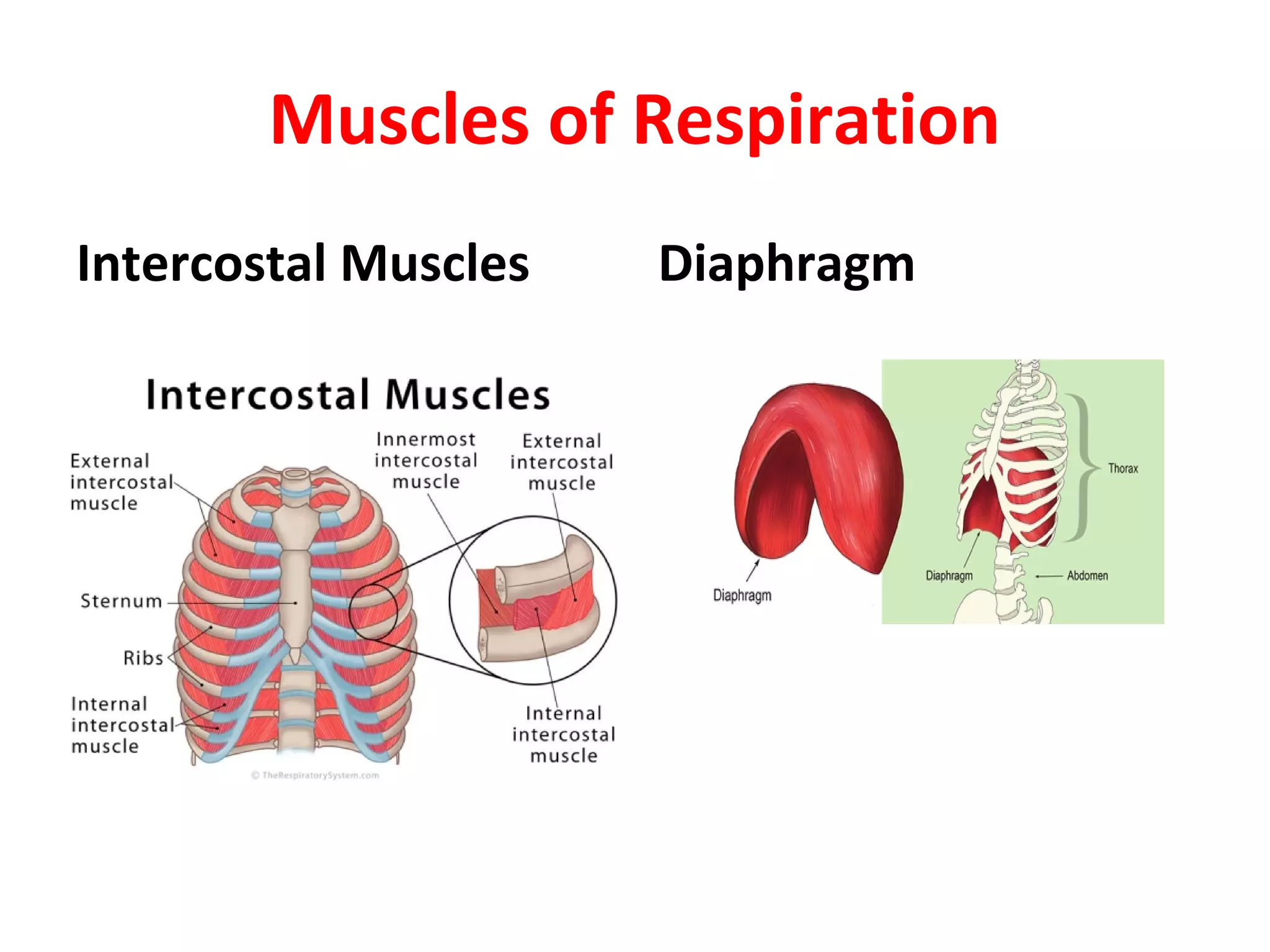 Mechanism of respiration | PDF