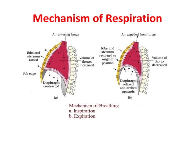 Mechanism of respiration | PDF