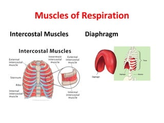 Mechanism of respiration | PDF