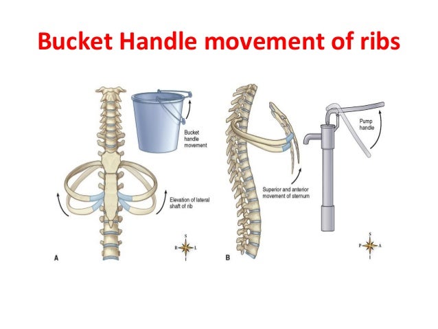 Mechanism of respiration