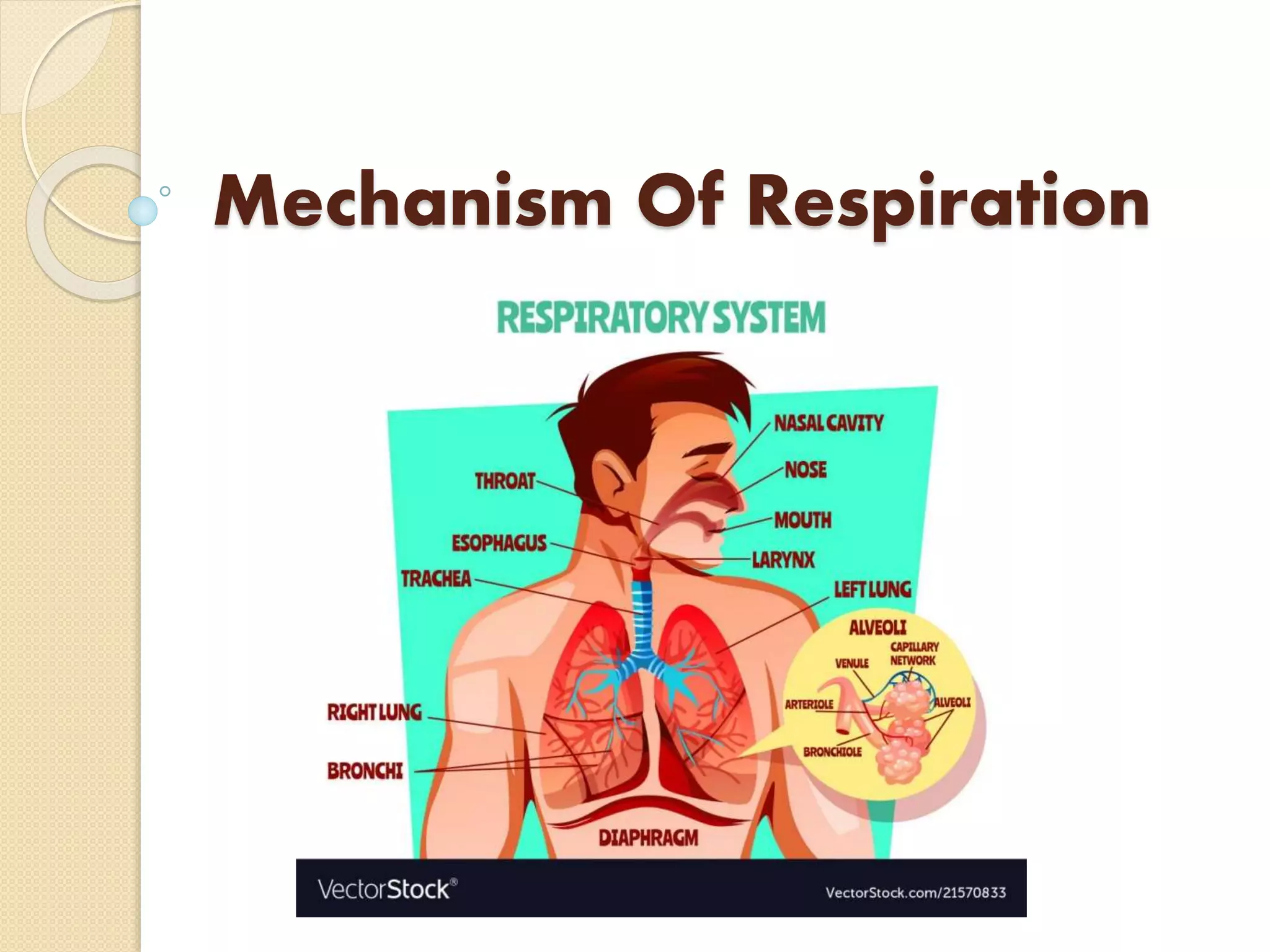 Mechanism of respiration | PPTX