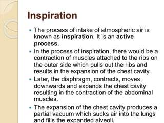 Mechanism of respiration | PPTX
