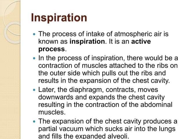 Mechanism of respiration | PPTX