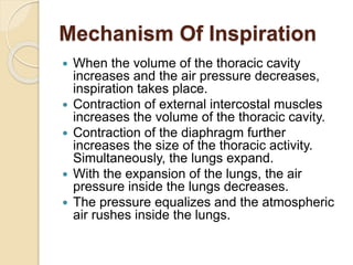 Mechanism of respiration | PPTX