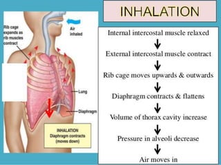 Mechanism of respiration | PPTX