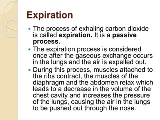 Mechanism of respiration | PPTX