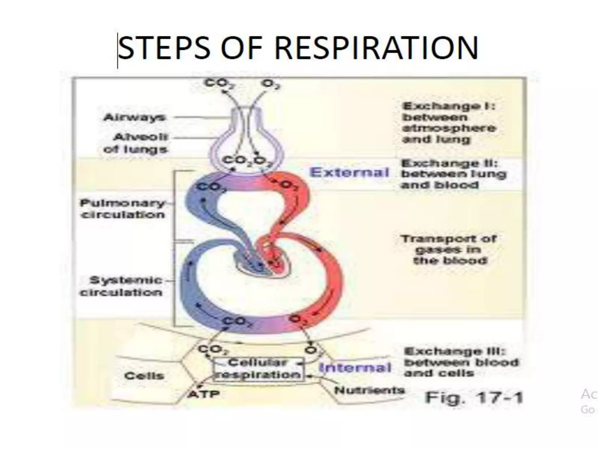 Mechanism of respiration.pptx