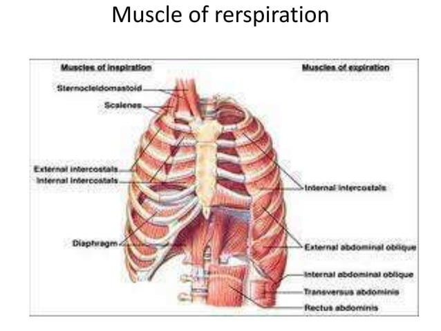 Mechanism of respiration.pptx