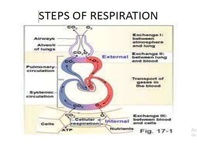 Mechanism of respiration.pptx