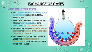 Mechanism of Respiration//BREATHING MECHANISM//Gaseous exchange ...