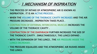 Mechanism of Respiration//BREATHING MECHANISM//Gaseous exchange ...