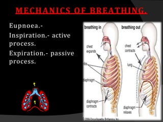 mechanism of respiration.pptx