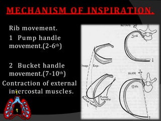 mechanism of respiration.pptx