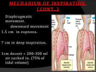 mechanism of respiration.pptx | Lung and Respiratory Health | Diseases ...