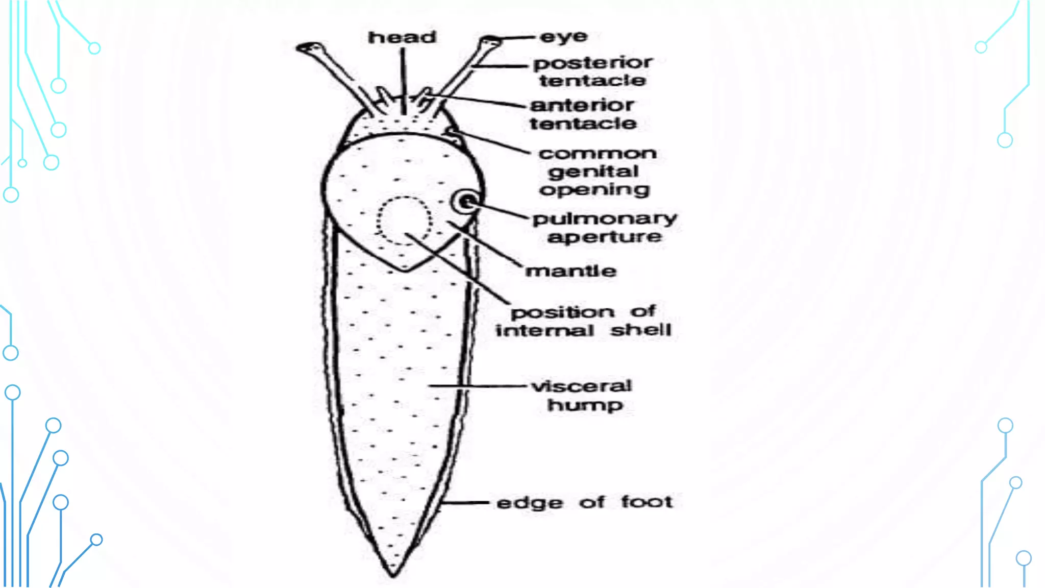 Mechanism of respiration in invertebrates.pptx