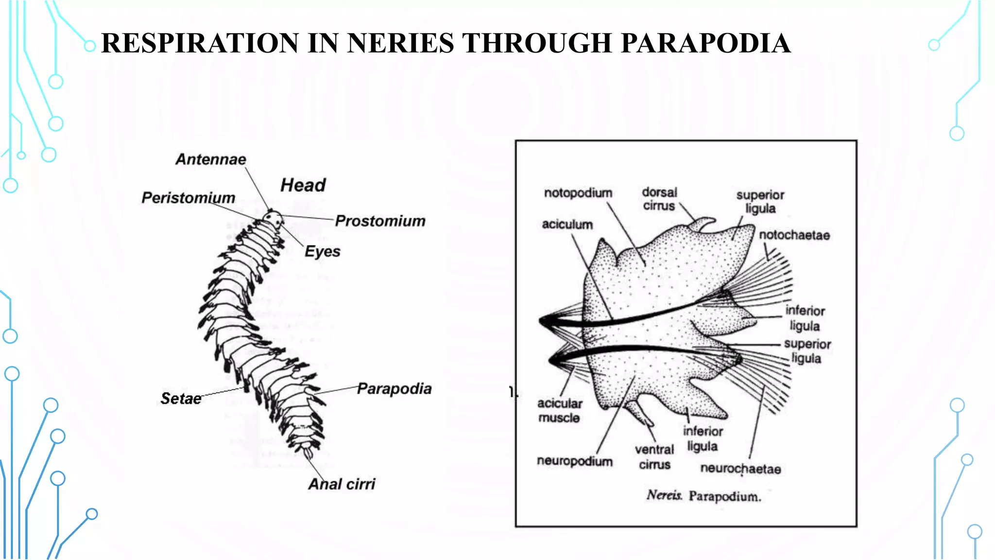 Mechanism of respiration in invertebrates.pptx