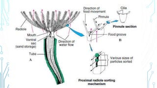 Mechanism of respiration in invertebrates.pptx