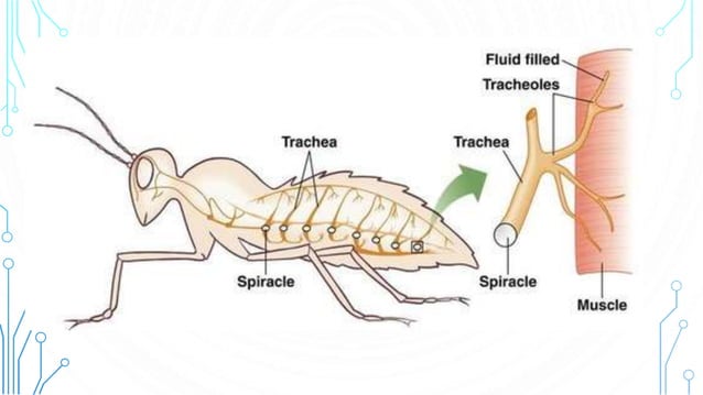 Mechanism of respiration in invertebrates.pptx | Lung and Respiratory ...