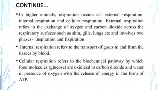 Mechanism of respiration in invertebrates.pptx