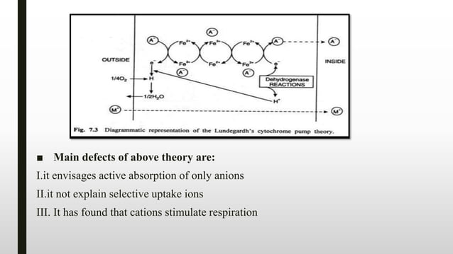 Mechanism of salt absorption and active absorption | PPTX