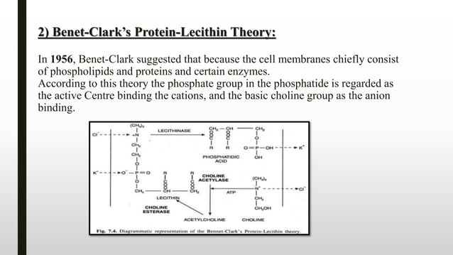 Mechanism of salt absorption and active absorption | PPTX