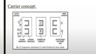 Mechanism of salt absorption and active absorption | PPTX