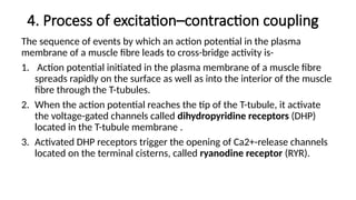 Mechanism of skeletal muscle contraction and relaxation.pptx
