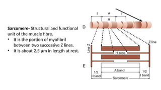 Mechanism of skeletal muscle contraction and relaxation.pptx