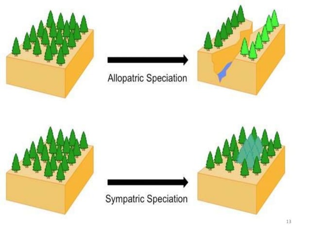 Mechanism Of Speciation | PPTX