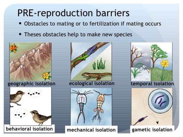 Mechanism Of Speciation | PPTX