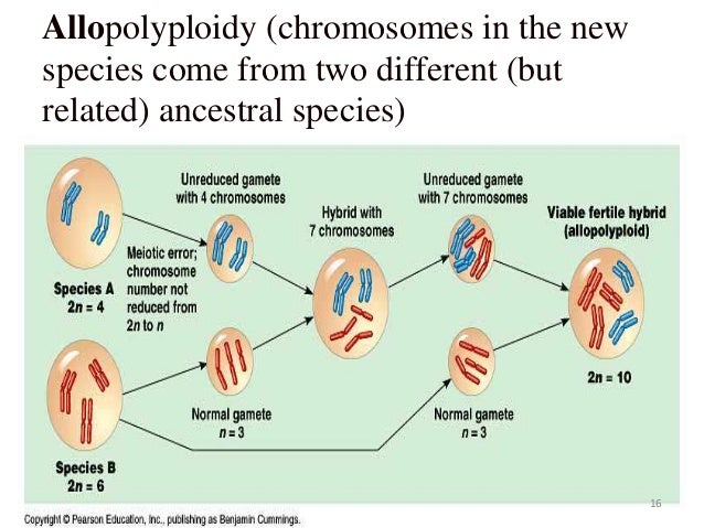Mechanism Of Speciation