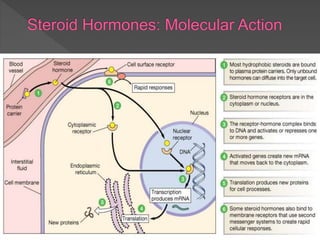 Mechanism of steroid hormone action | PPTX